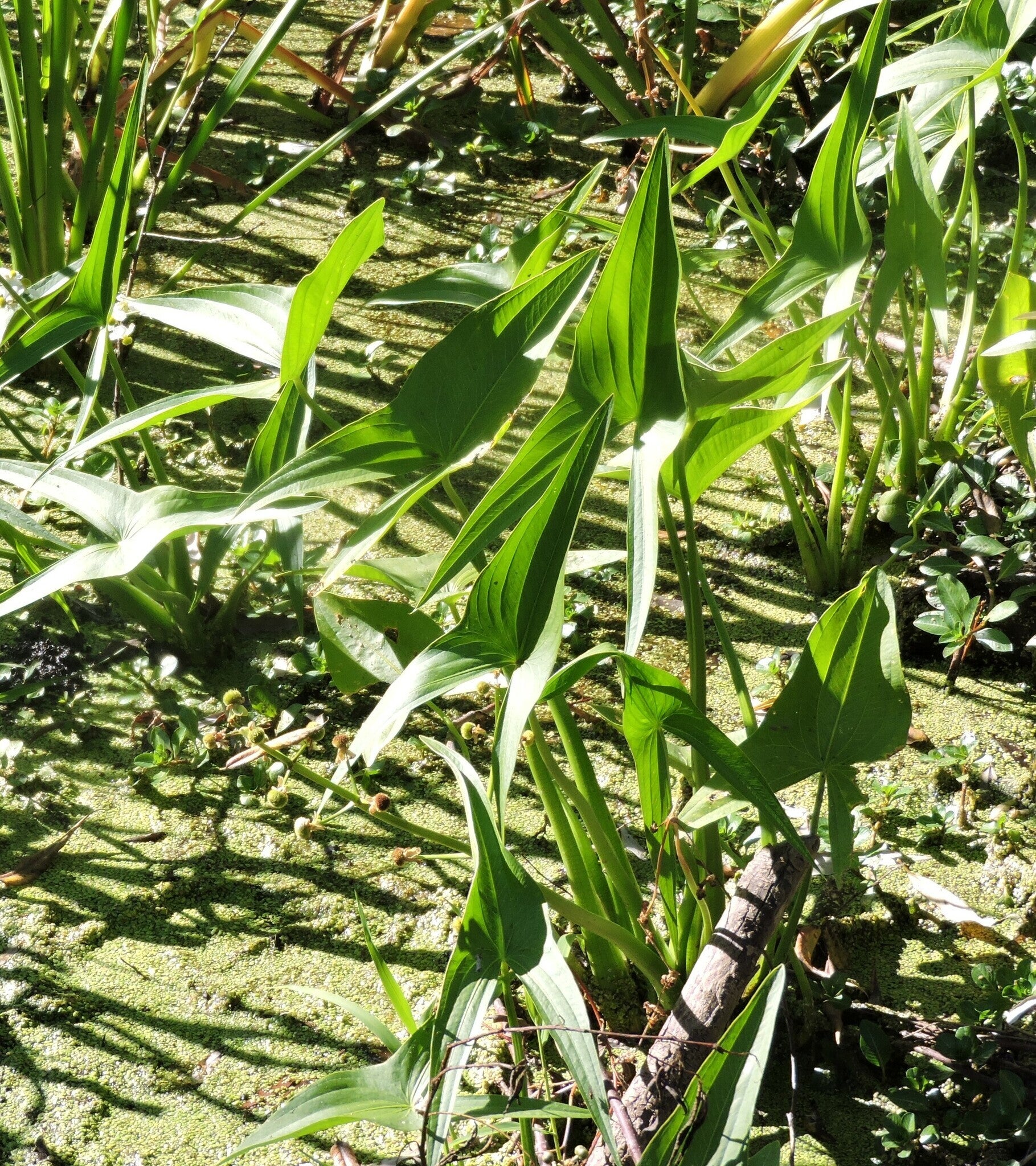 Sagittaria latifolia - Duck Potato | Lauren's Garden Service & Native ...