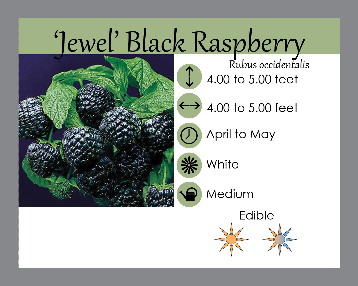 Rubus o. 'Jewel' - Black Raspberry | Lauren's Garden Service & Native ...