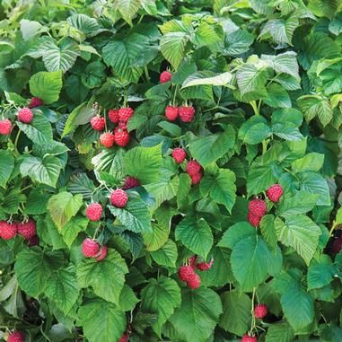 Rubus i. 'Raspberry Shortcake' - Red Raspberry | Lauren's Garden ...