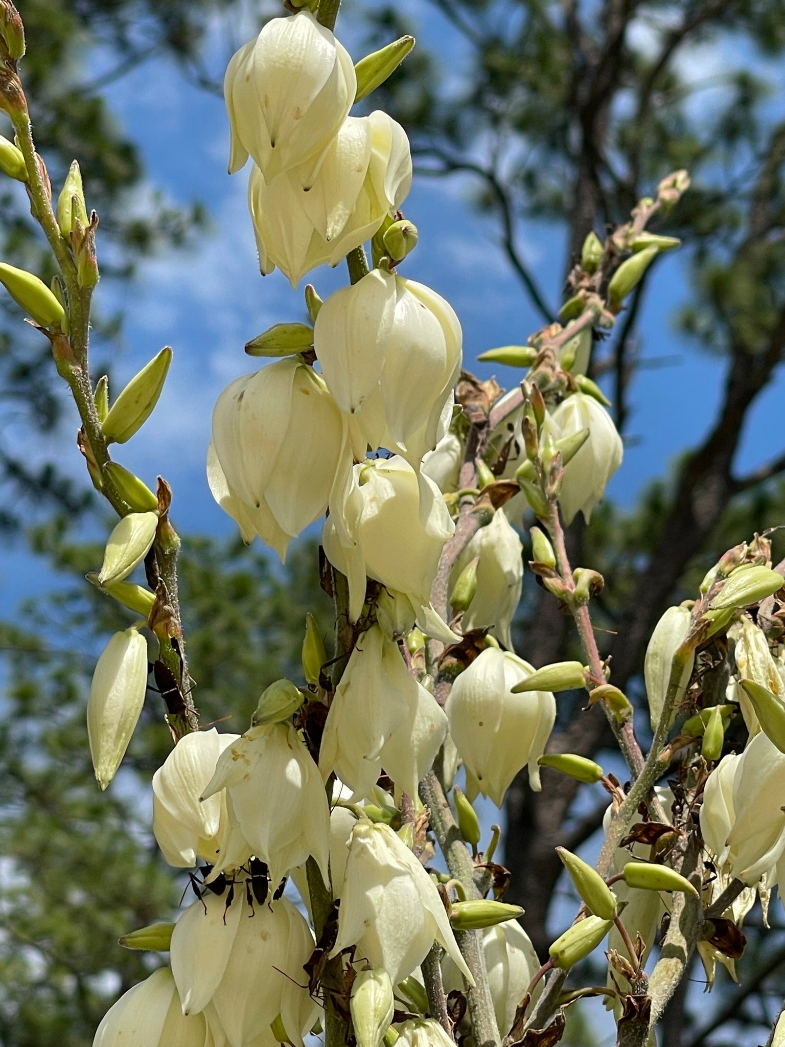 Yucca filamentosa - Common Yucca | Lauren's Garden Service & Native ...