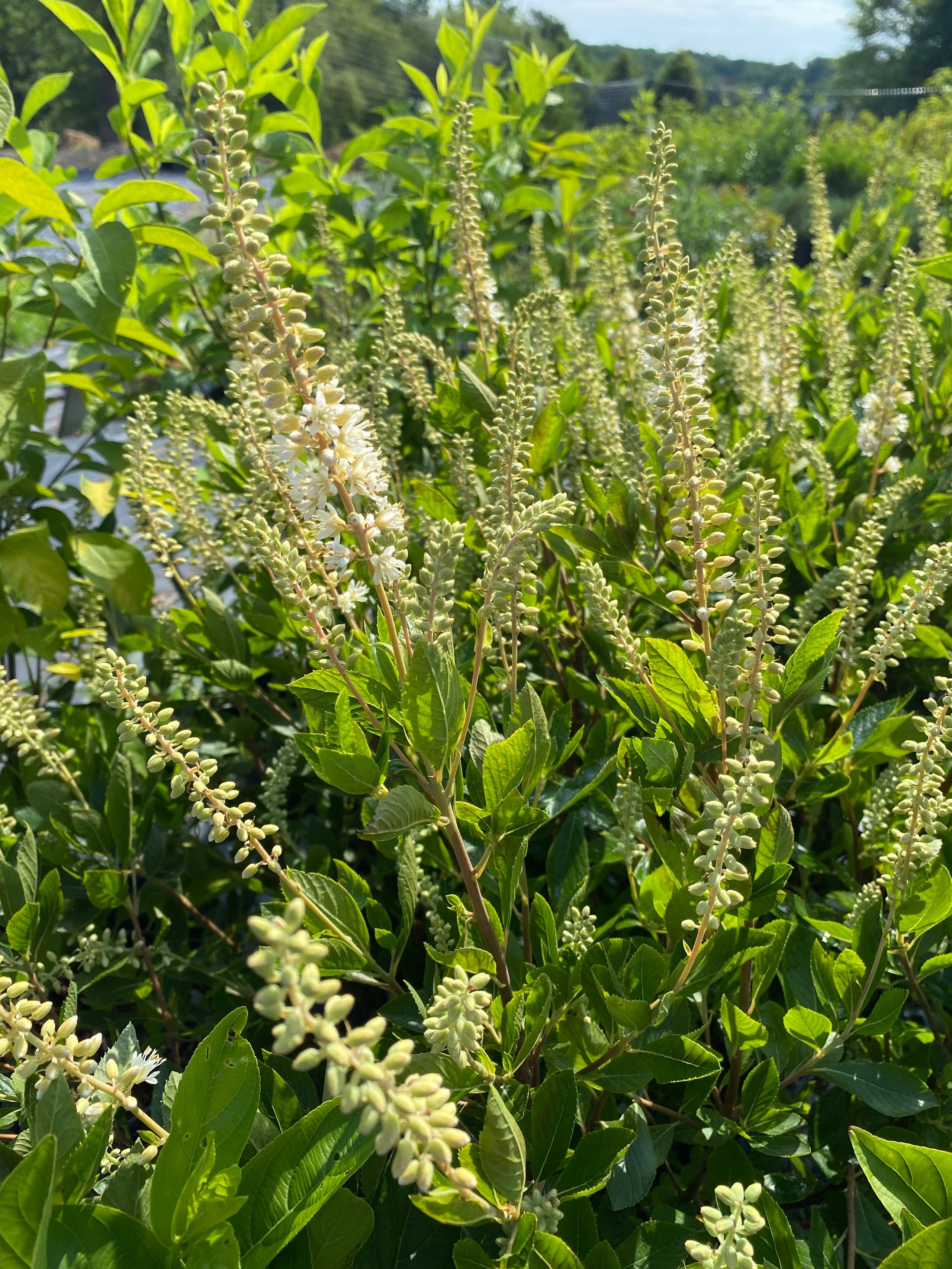 Clethra a. 'Hummingbird' - Sweet Pepperbush | Lauren's Garden Service ...