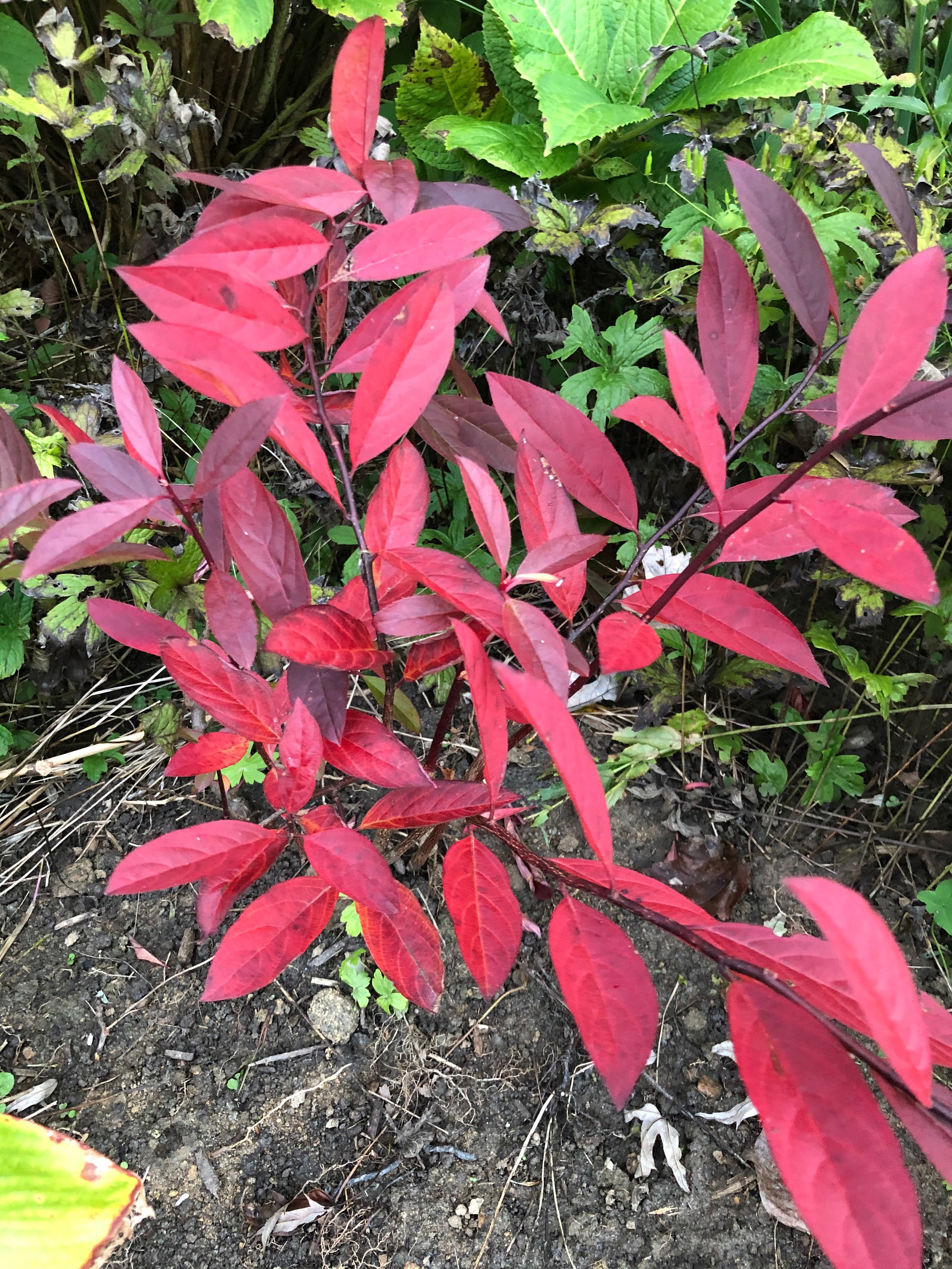 Itea v. 'Henry's Garnet' - Sweetspire | Lauren's Garden Service ...