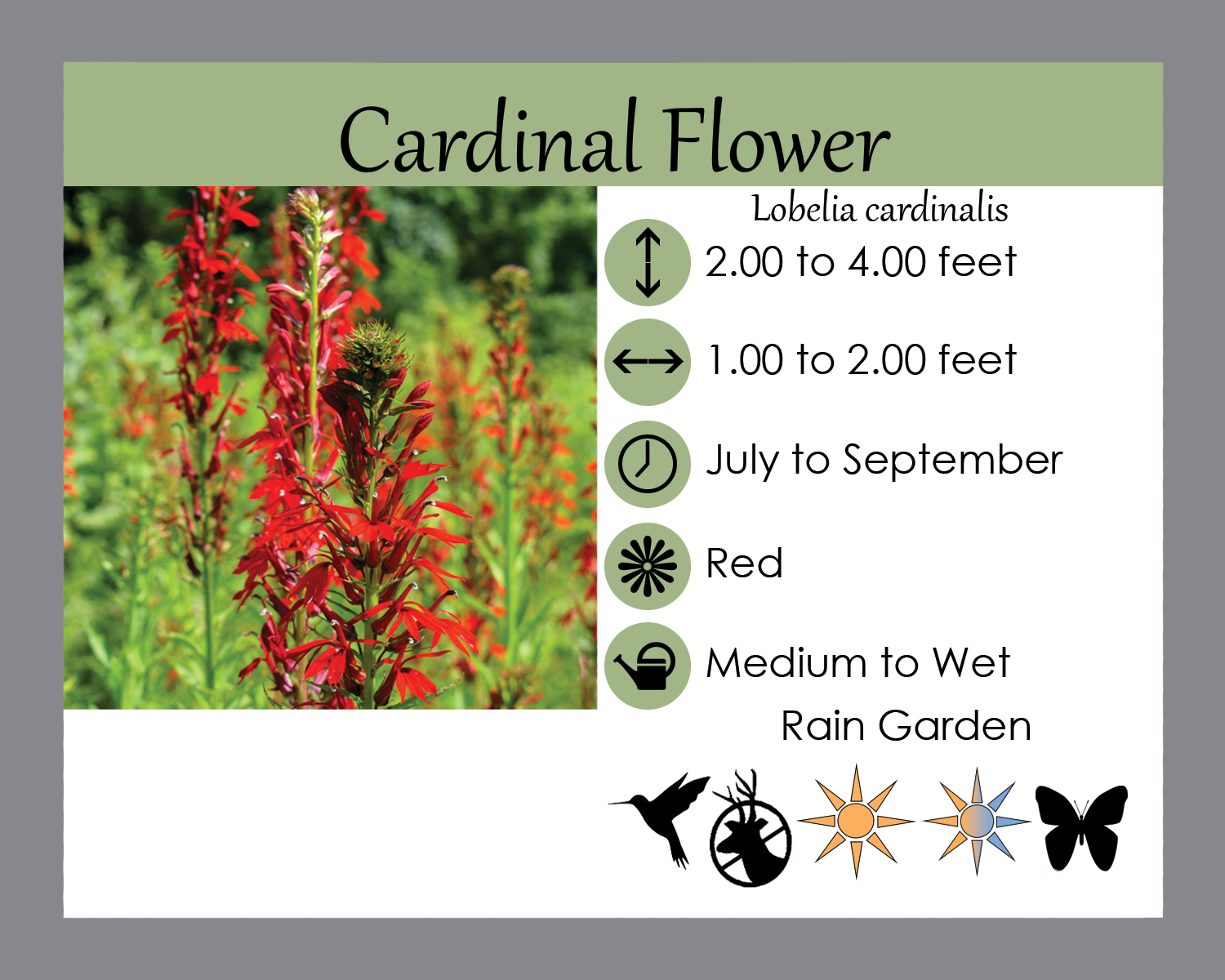 Lobelia cardinalis - Cardinal Flower | Lauren's Garden Service & Native ...