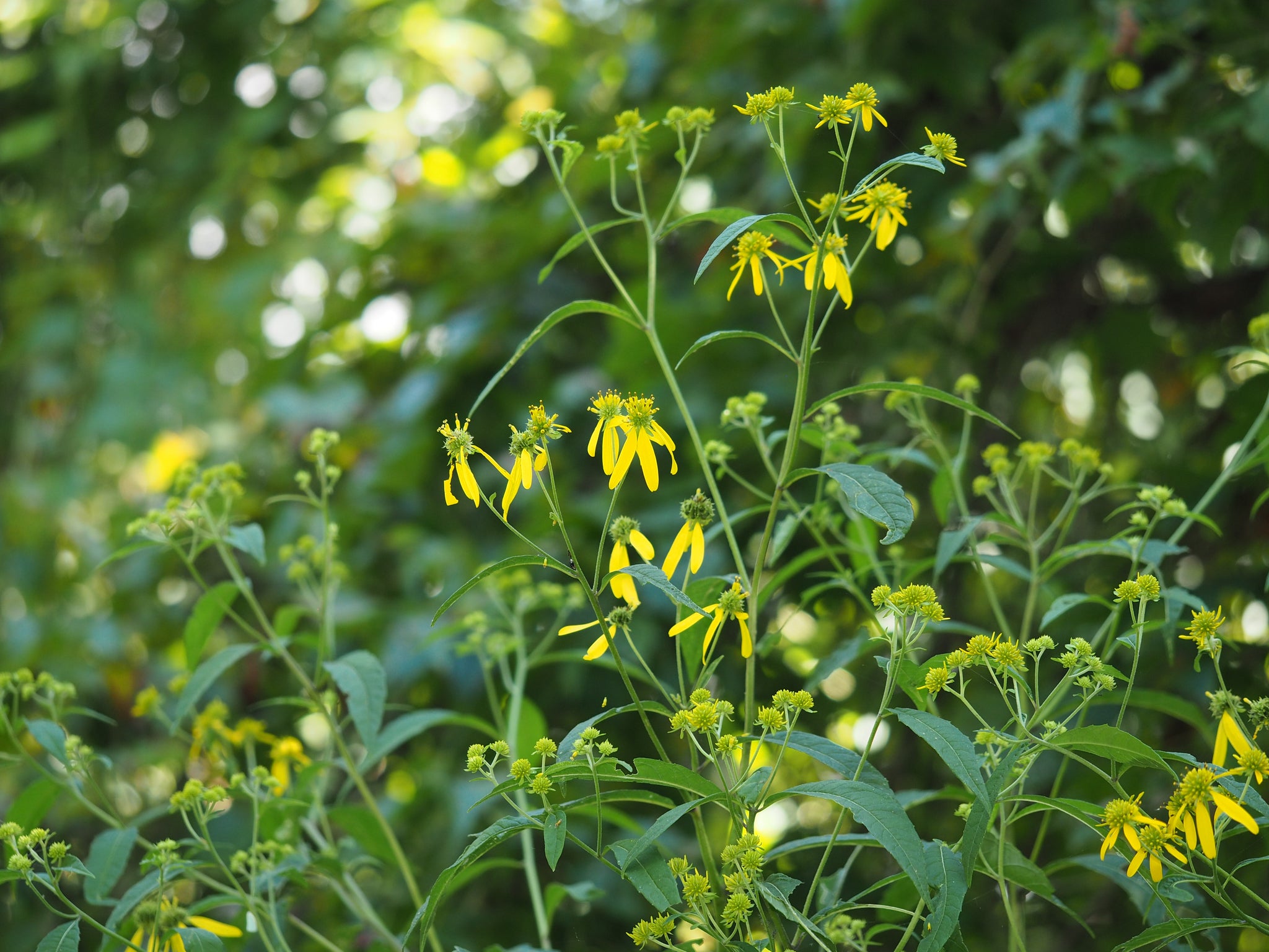 Verbesina alternifolia - Wingstem | Lauren's Garden Service & Native ...