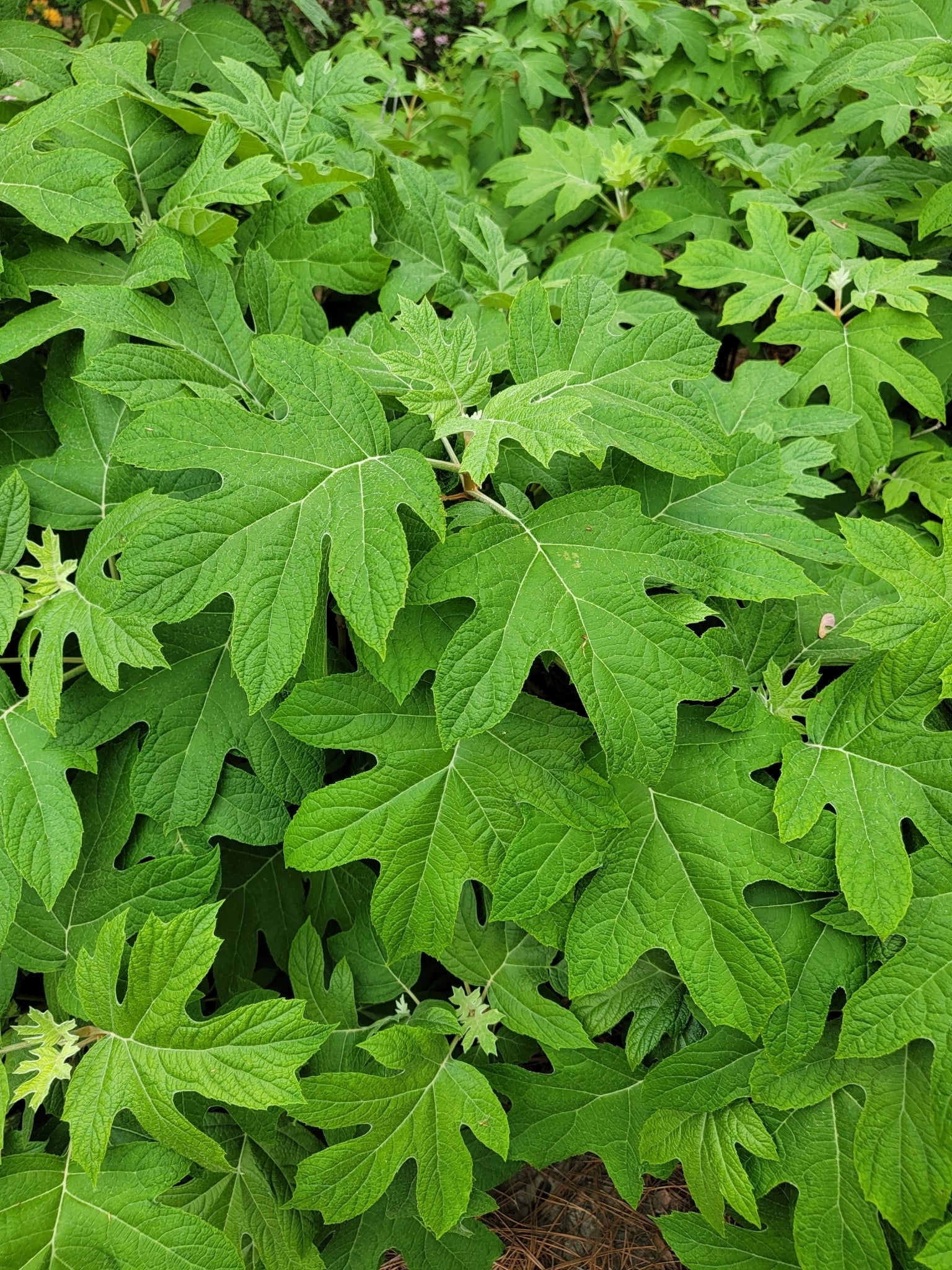 Hydrangea quercifolia - Oakleaf Hydrangea | Lauren's Garden Service ...
