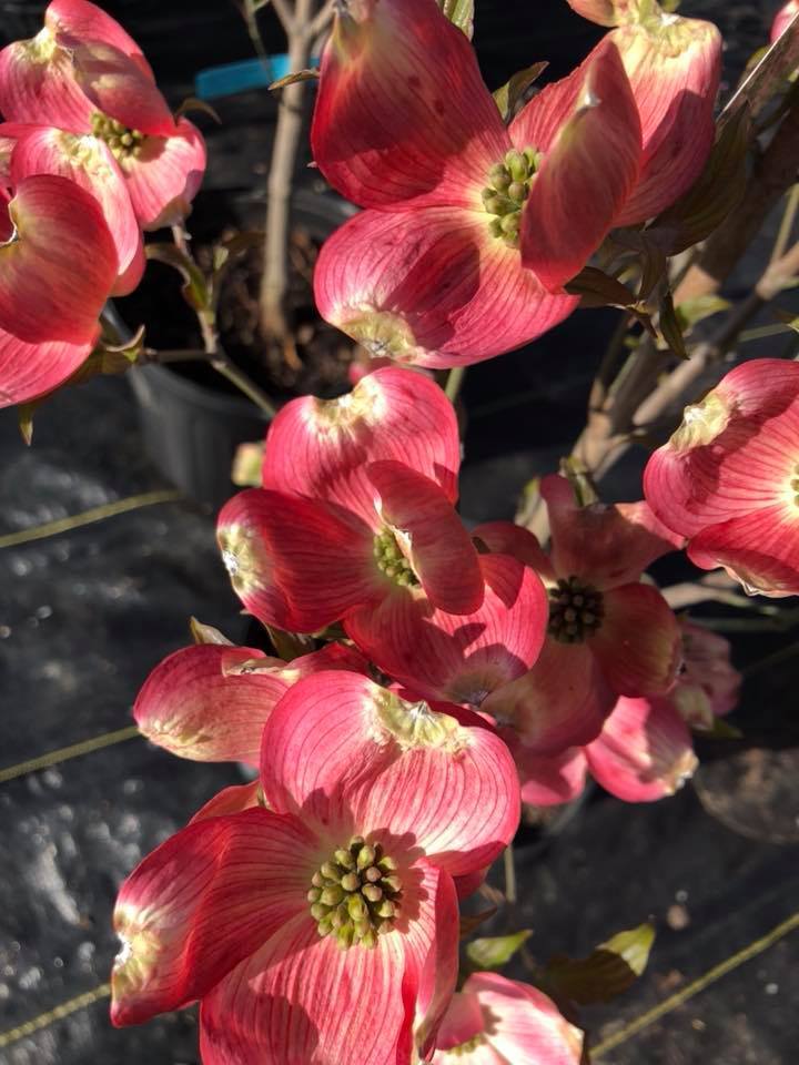 Cornus f. 'Cherokee Brave' - Dogwood | Lauren's Garden Service & Native ...