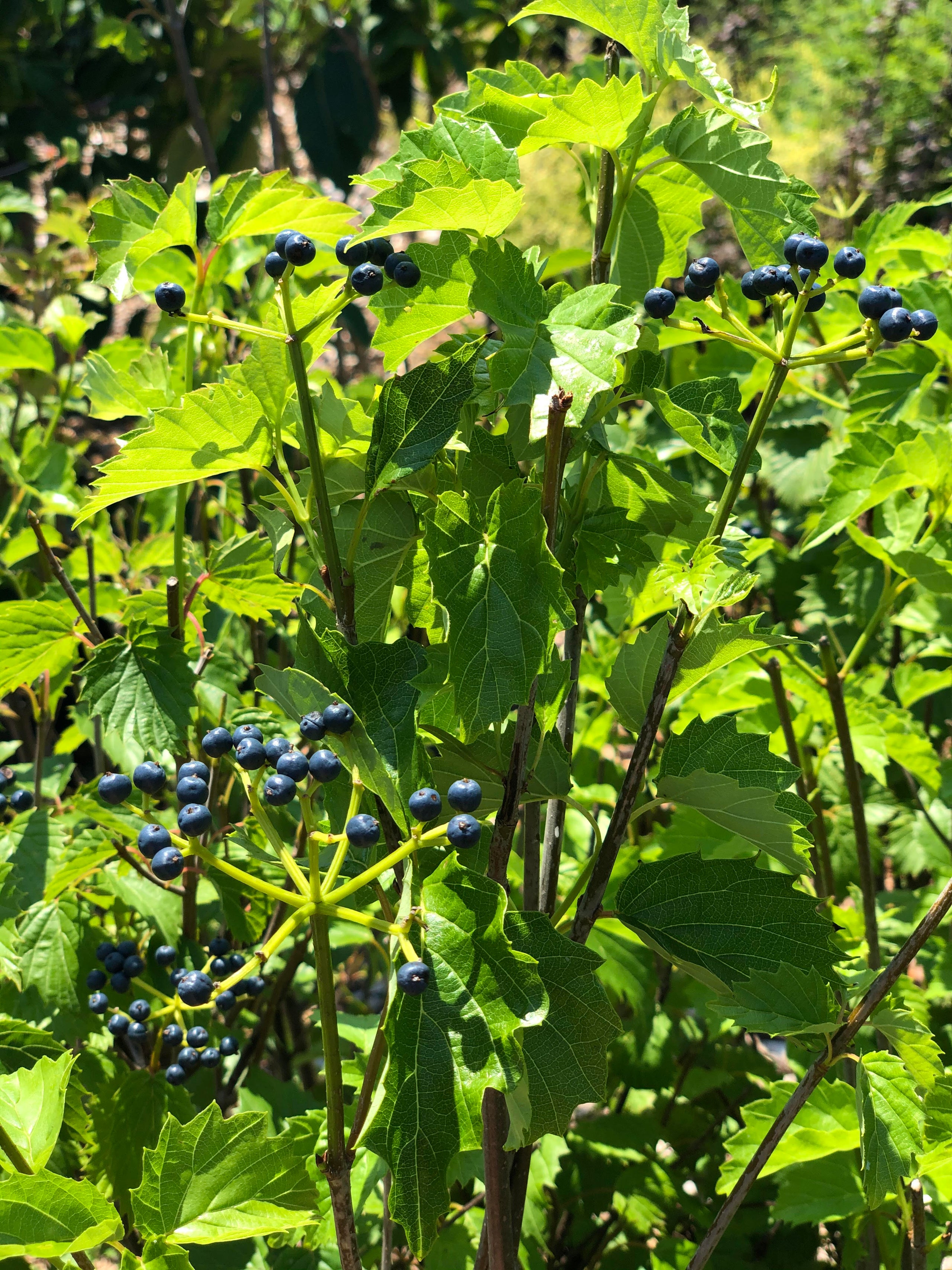 Viburnum d. 'Blue Muffin' - Arrowwood Viburnum | Lauren's Garden ...