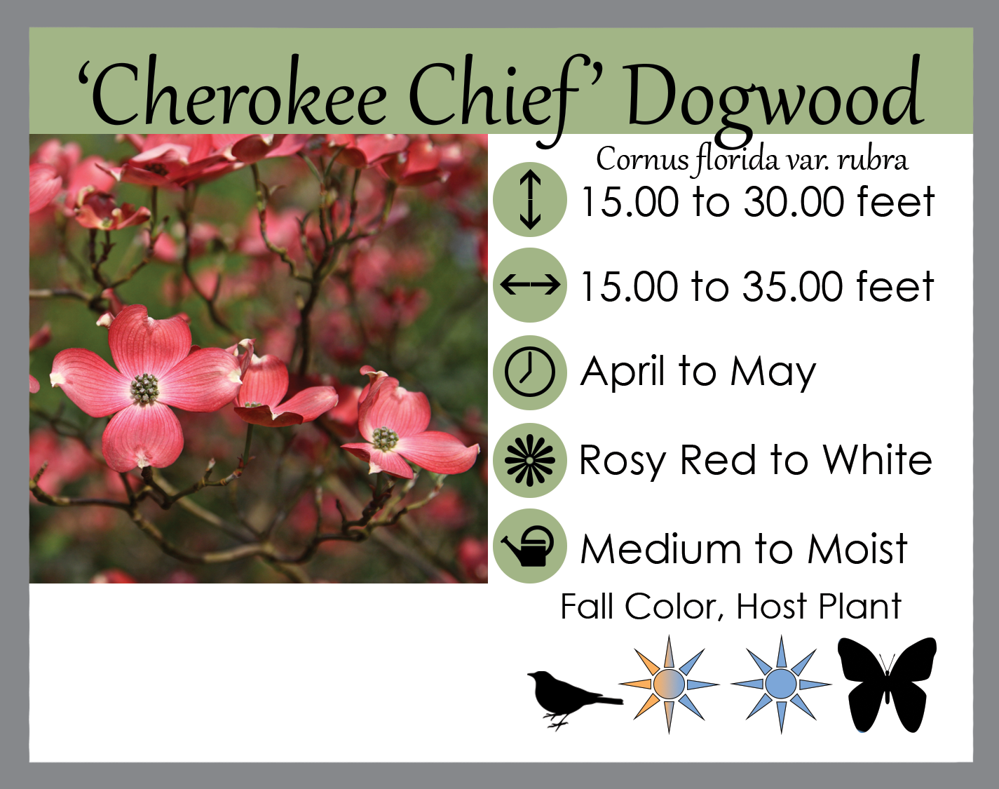Cornus f. 'Cherokee Chief' - Flowering Dogwood | Lauren's Garden ...
