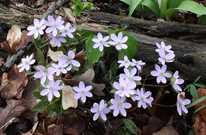Hepatica acutiloba - Sharp-lobed Liverleaf | Lauren's Garden Service ...
