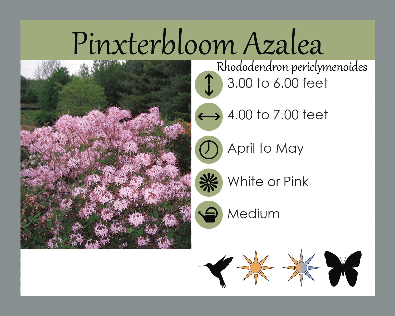 Rhododendron periclymenoides - Pinxterbloom Azalea | Lauren's Garden ...