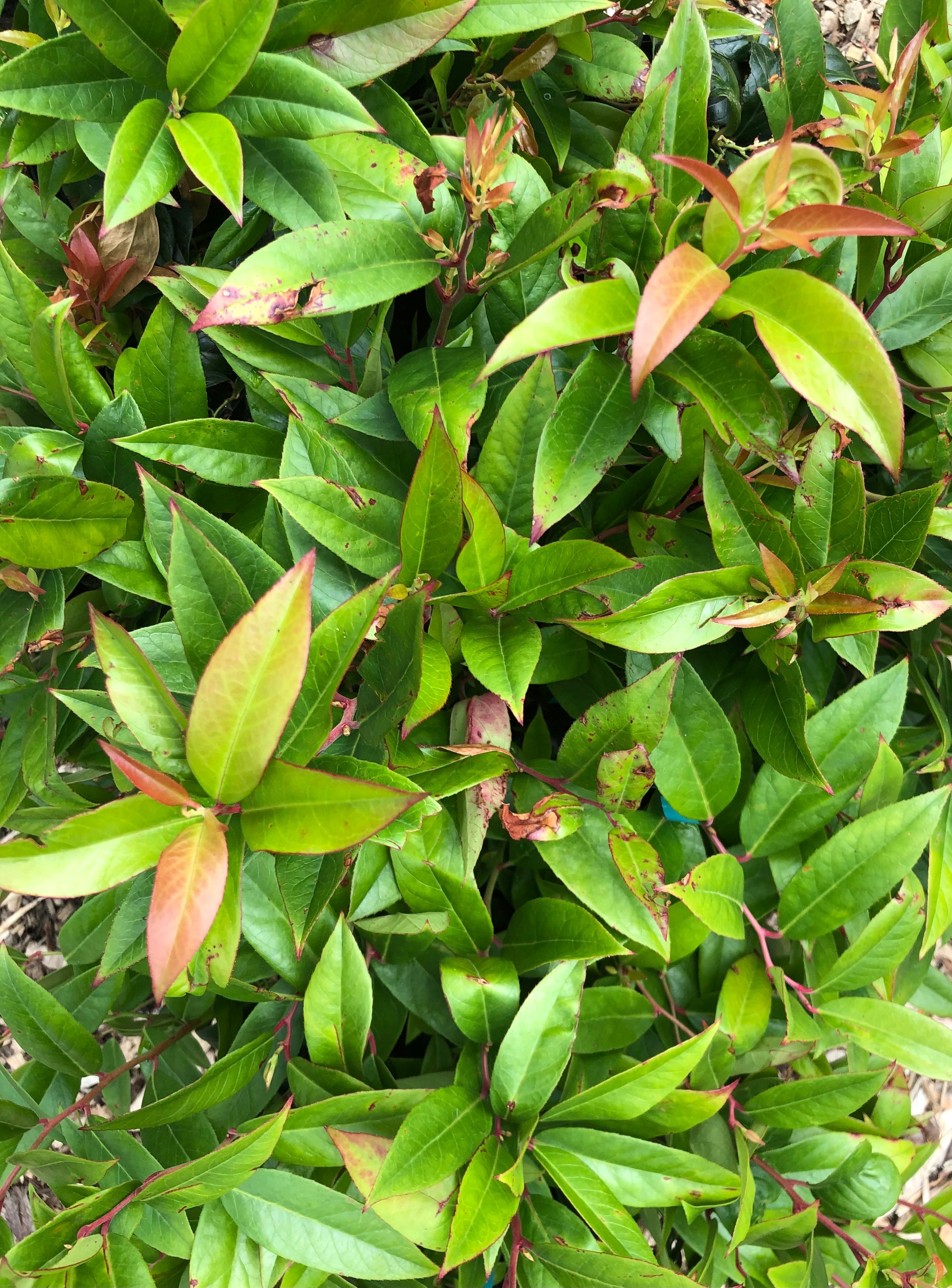 Leucothoe axillaris - Coastal Leucothoe | Lauren's Garden Service ...
