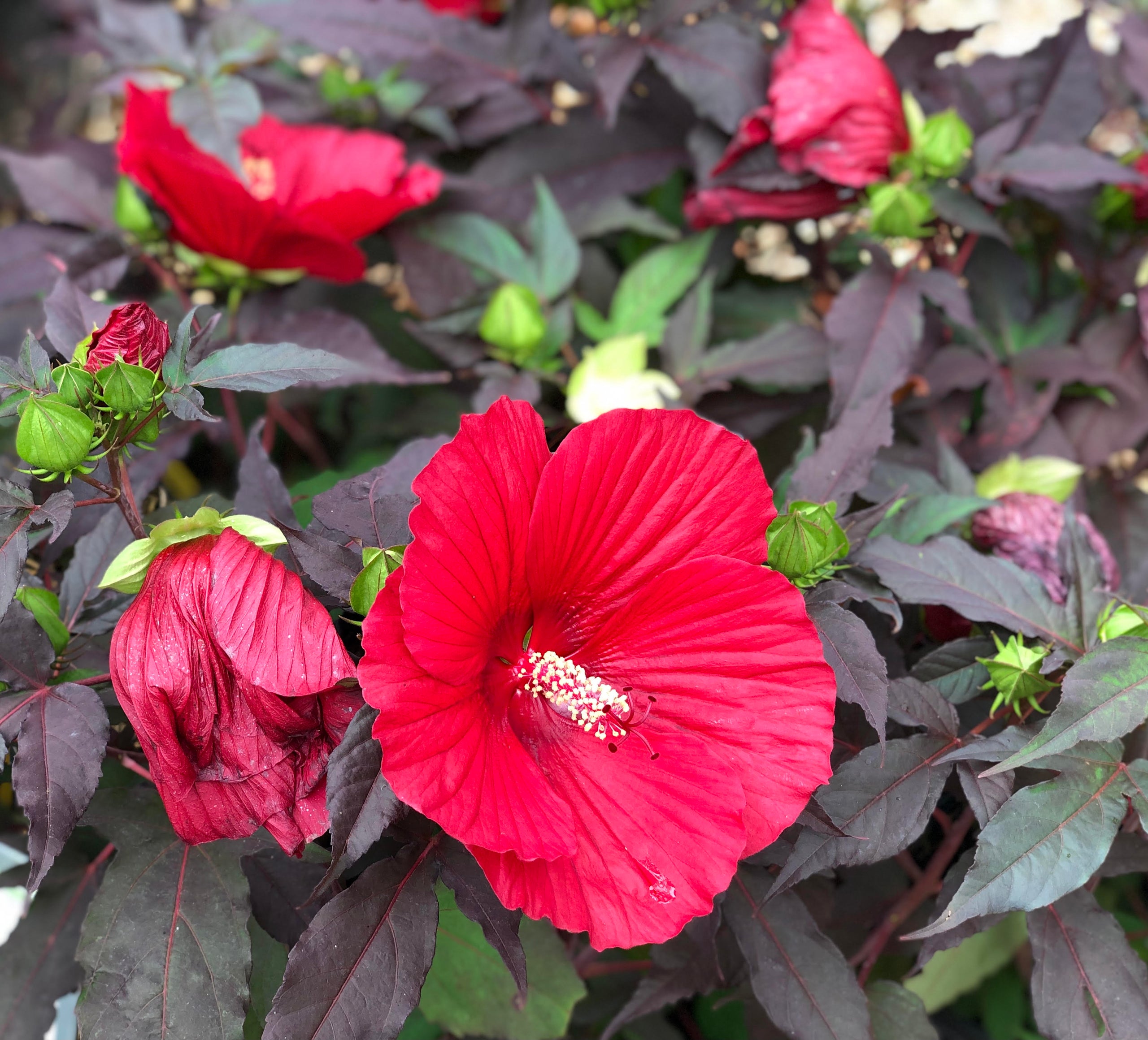 Hibiscus x 'Midnight Marvel' - Rose-Mallow | Lauren's Garden Service ...