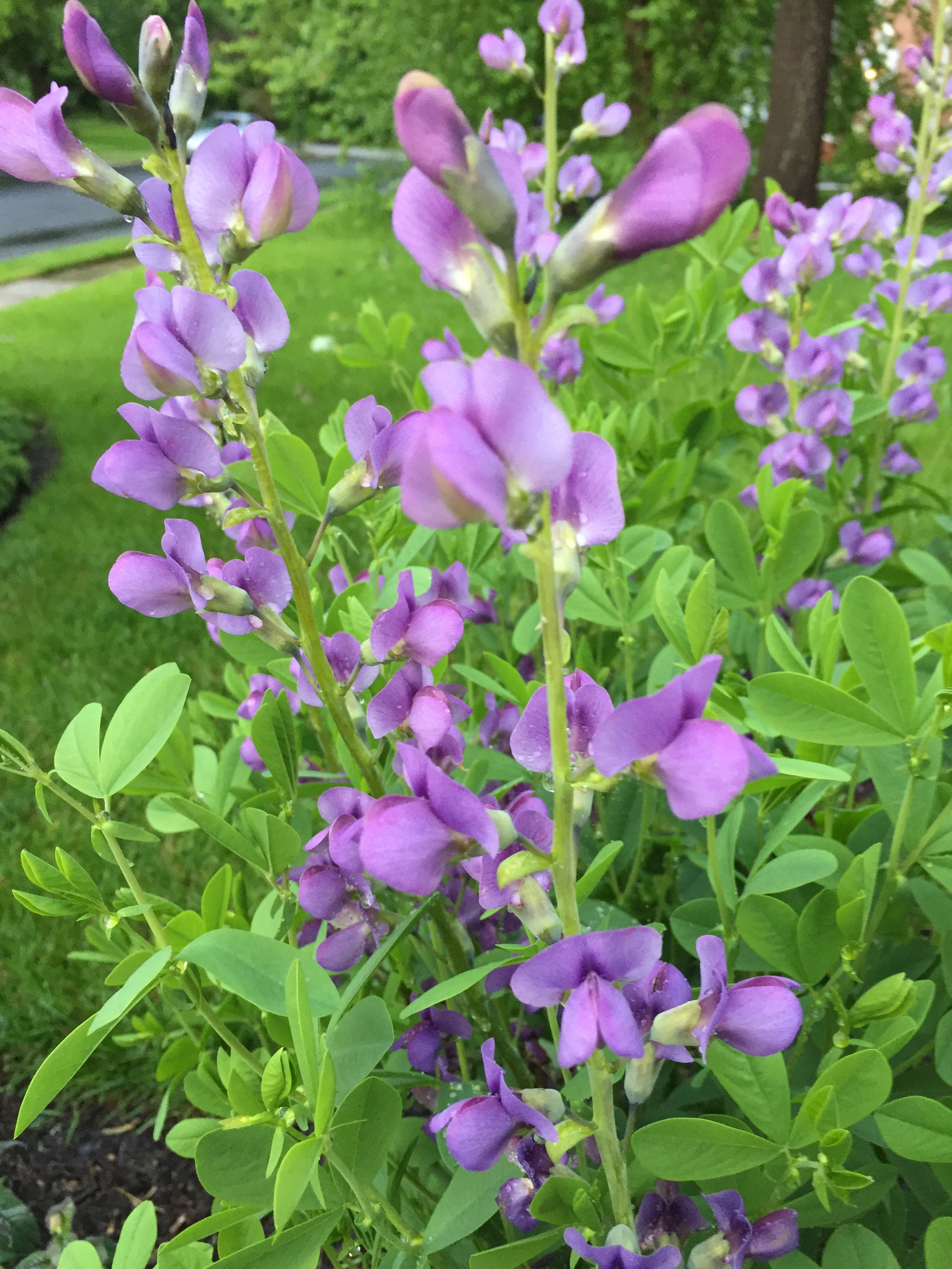 Baptisia australis - False Indigo | Lauren's Garden Service & Native ...