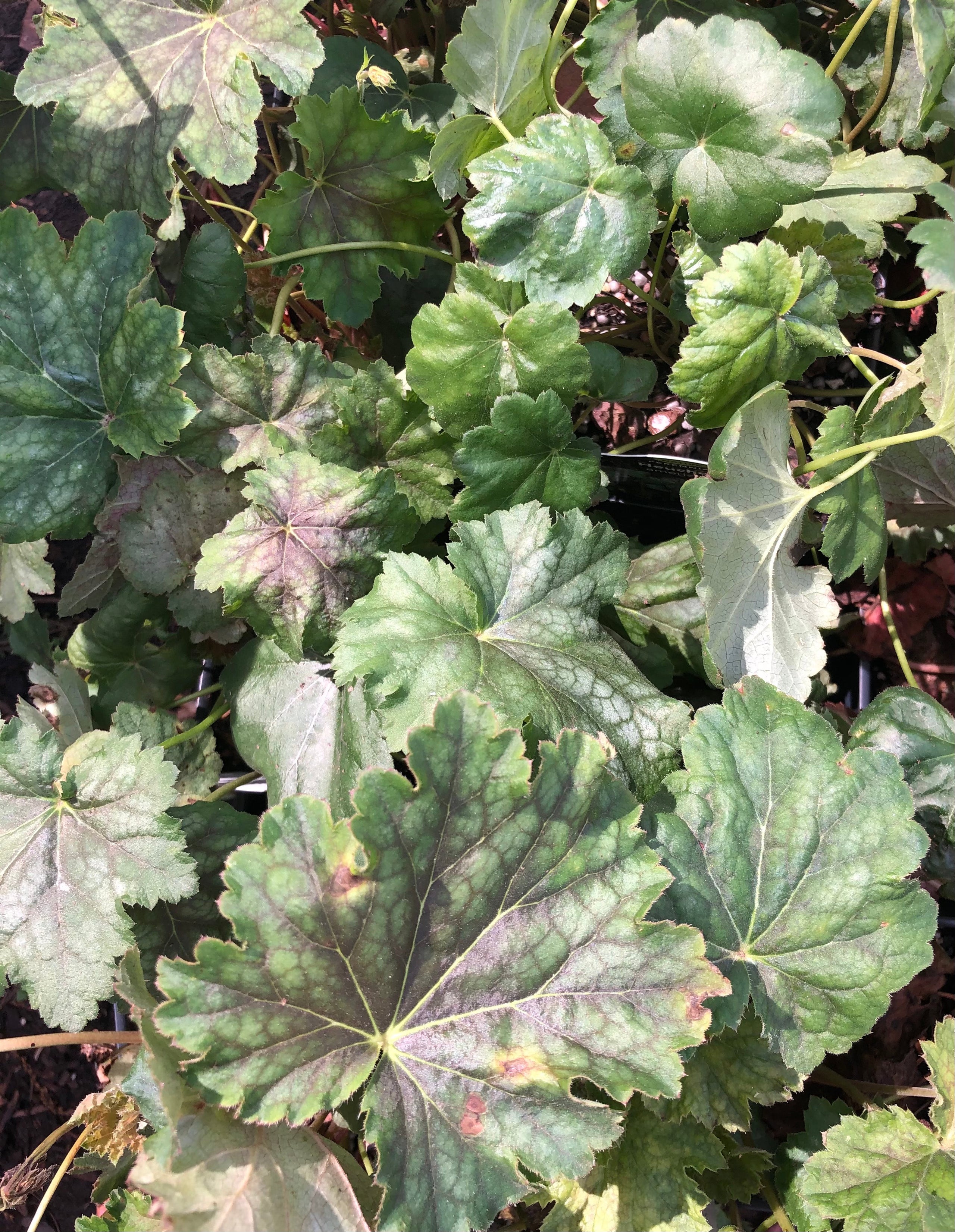 Heuchera americana - Coral Bells | Lauren's Garden Service & Native ...